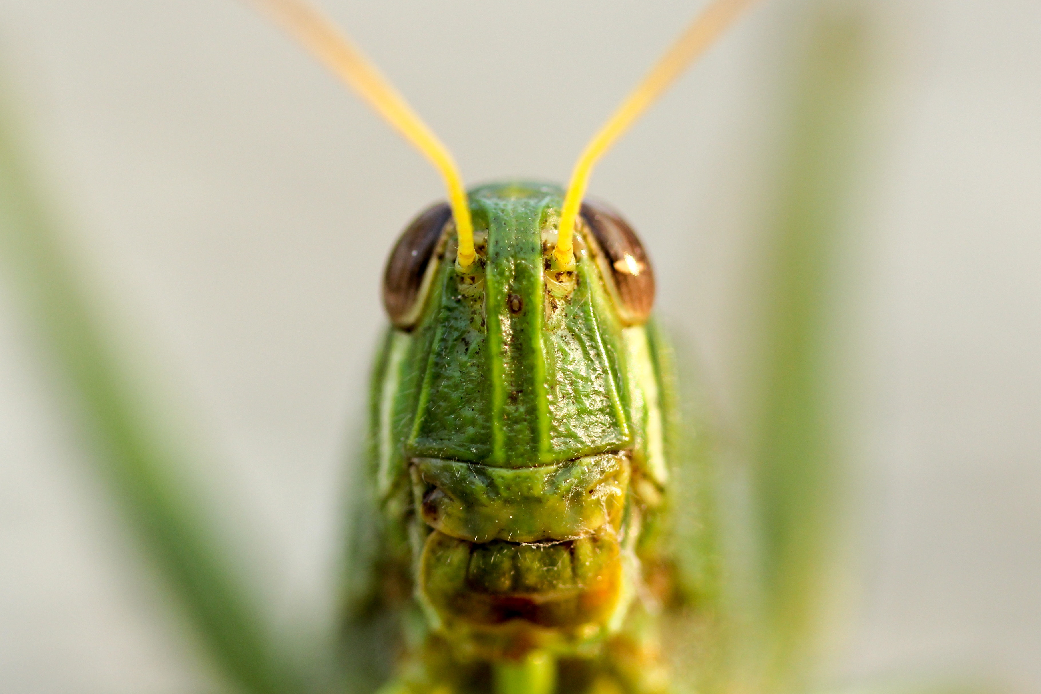 Overcoming the "Ick Factor": Promoting Insects as Sustainable Protein